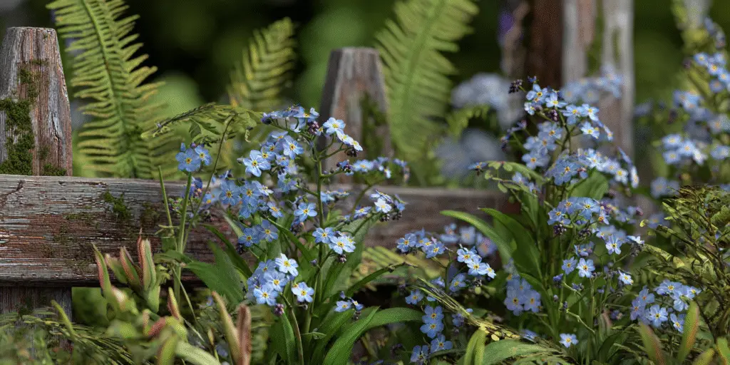Forget-me-nots (Myosotis) — Care, Growing Tips, and Flower Profile, Photos