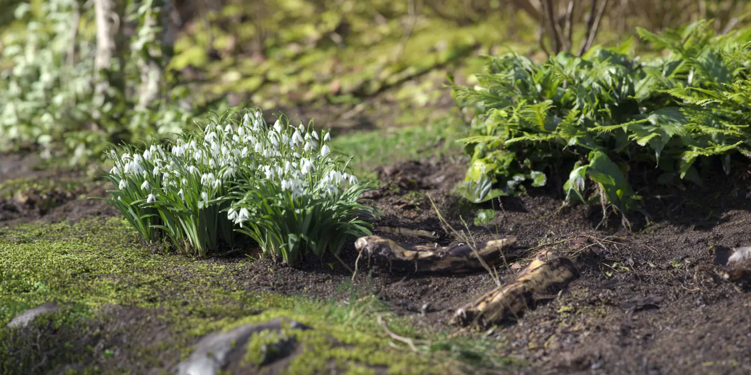 Snowdrop Care: How to Grow Galanthus nivalis