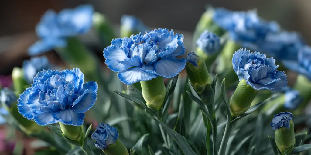 Carnation (Dianthus caryophyllus) Plant Profile - Care, Meaning, and ...